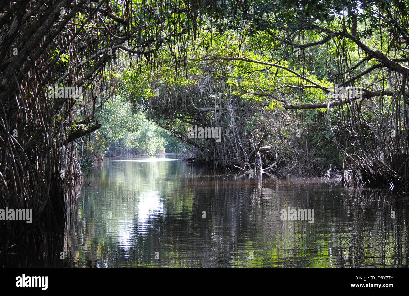 Tropical swamp hi-res stock photography and images - Alamy