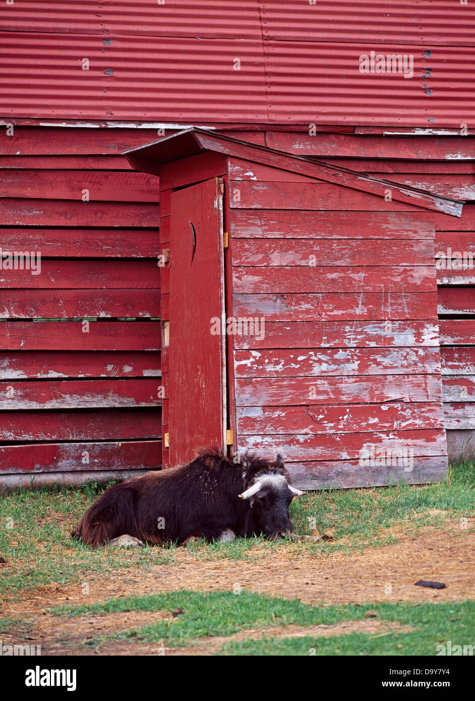 The musk ox farm hi-res stock photography and images - Alamy