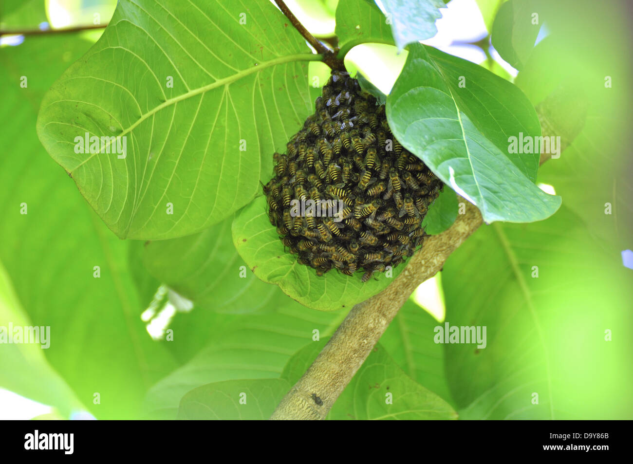 Bee's nest hi-res stock photography and images - Alamy