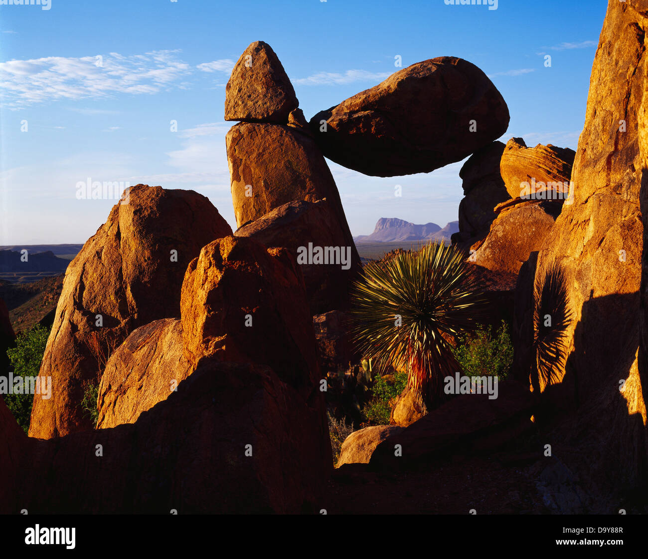 USA Texas Big Bend National Park Torry's Yucca Yucca torryii with ...