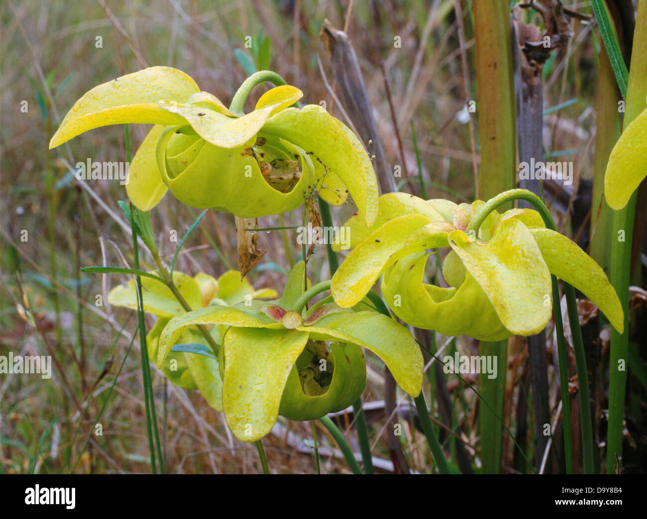 USA Texas Hickory Creek Unit Big Thicket National Preserve Pitcher ...