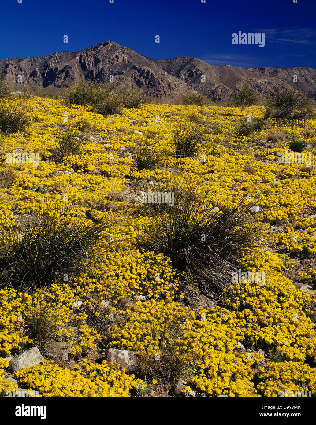 Yellow bladderpod hi-res stock photography and images - Alamy