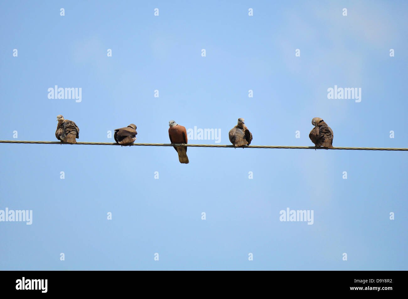 birds sitting on a wire Stock Photo - Alamy