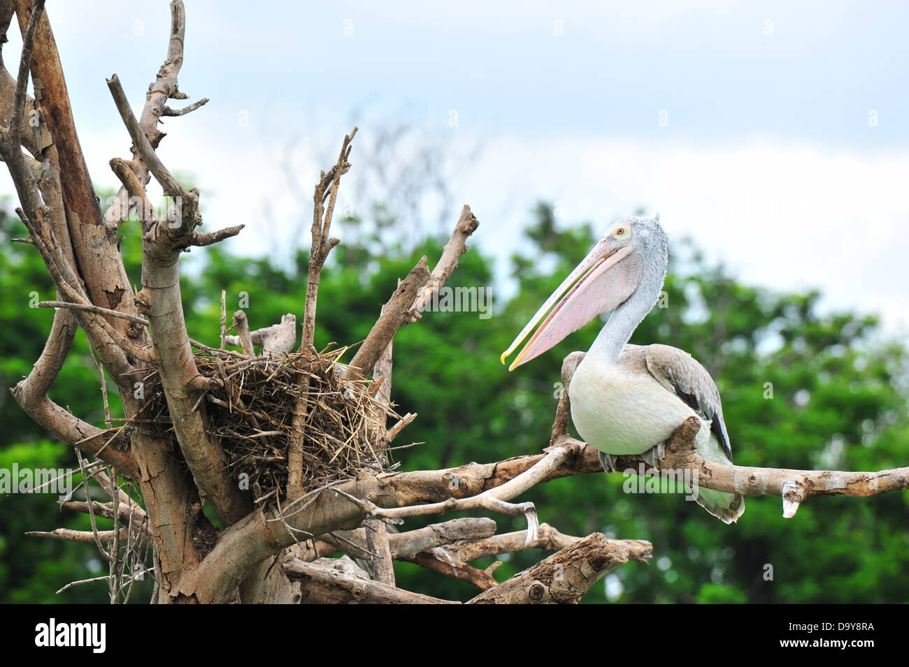 Pelican tree hi-res stock photography and images - Alamy