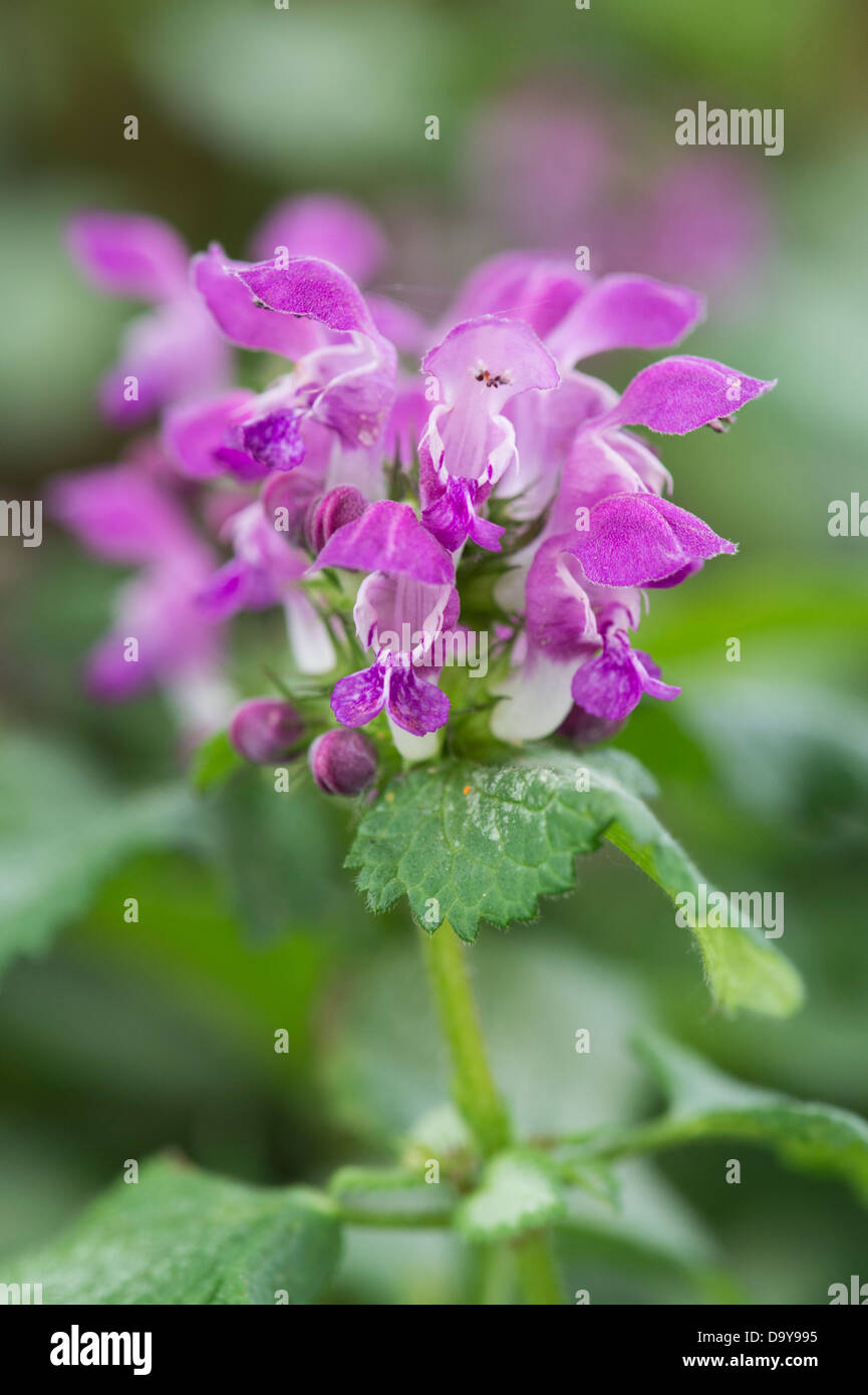 Lamium maculatum. Spotted Deadnettle / Variegated Deadnettle Stock ...