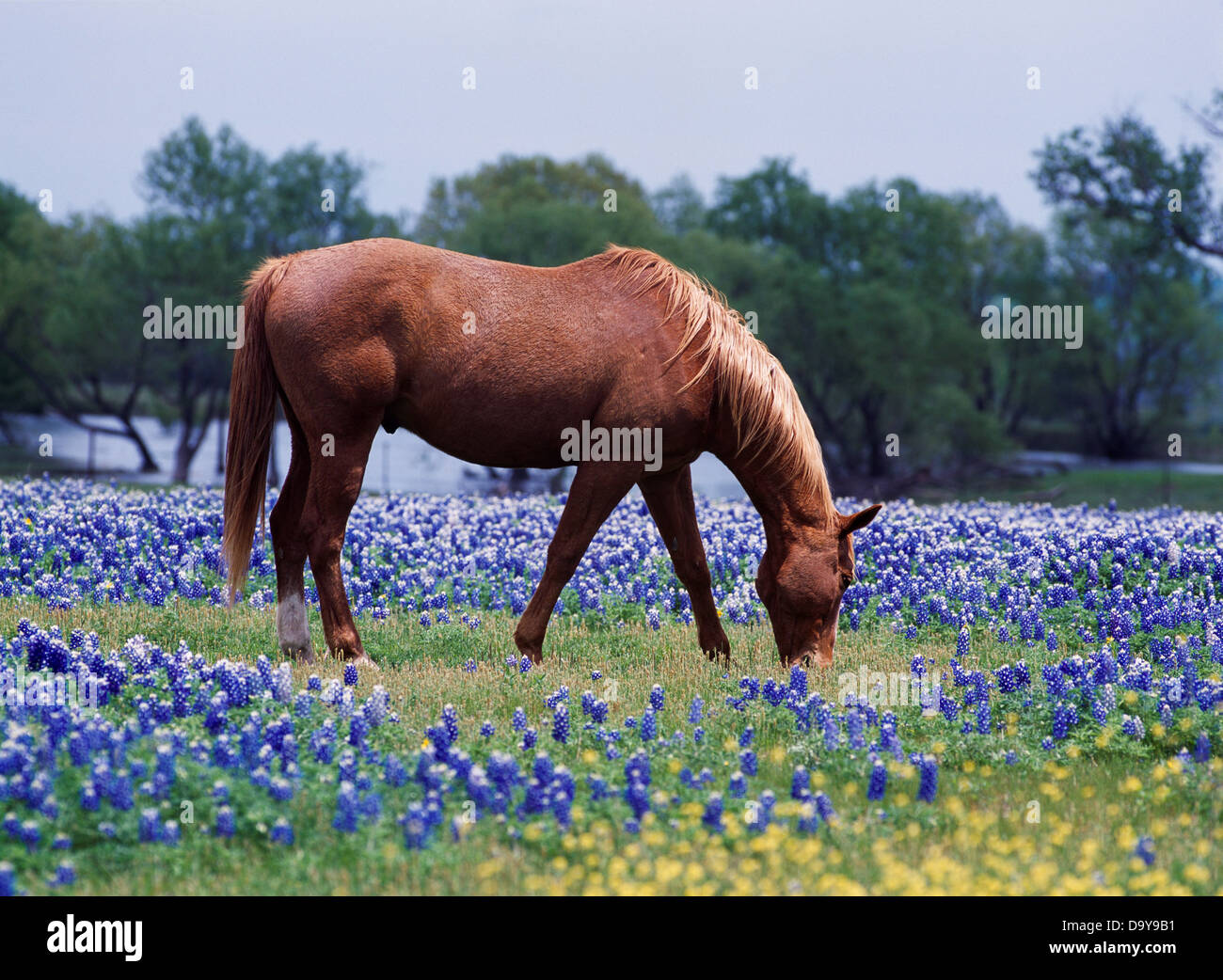 USA, Texas, Ellis County, Horse in field of Texas bluebonnets (Lupinus ...