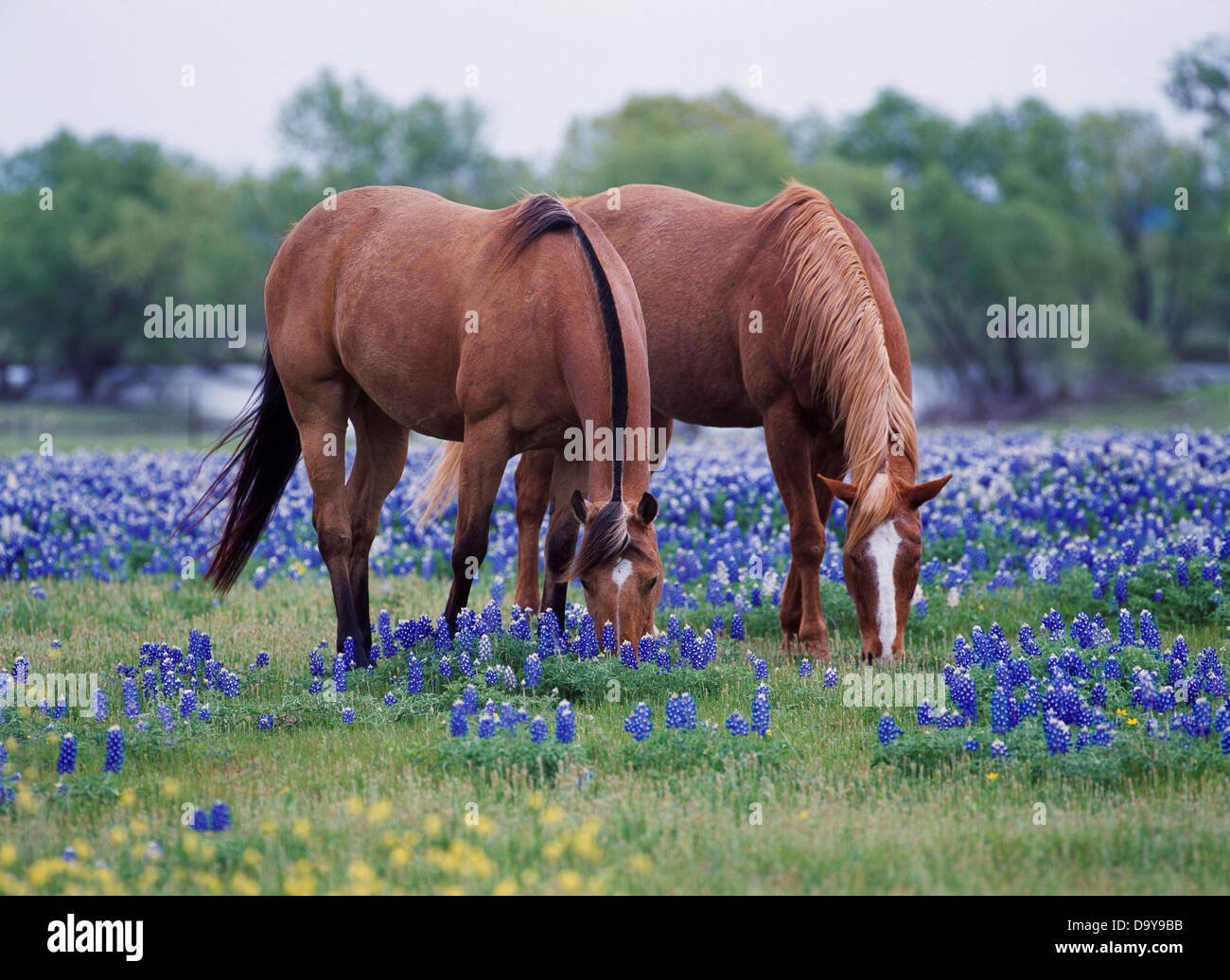 USA, Texas, Ellis County, Pair of horses in field of Texas bluebonnets ...