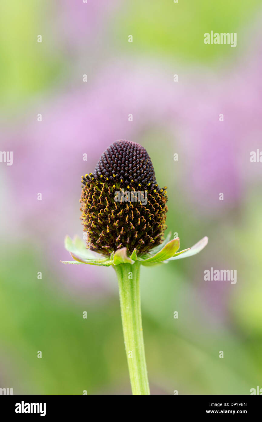 Rudbeckia occidentalis. Green Wizard flower Stock Photo - Alamy