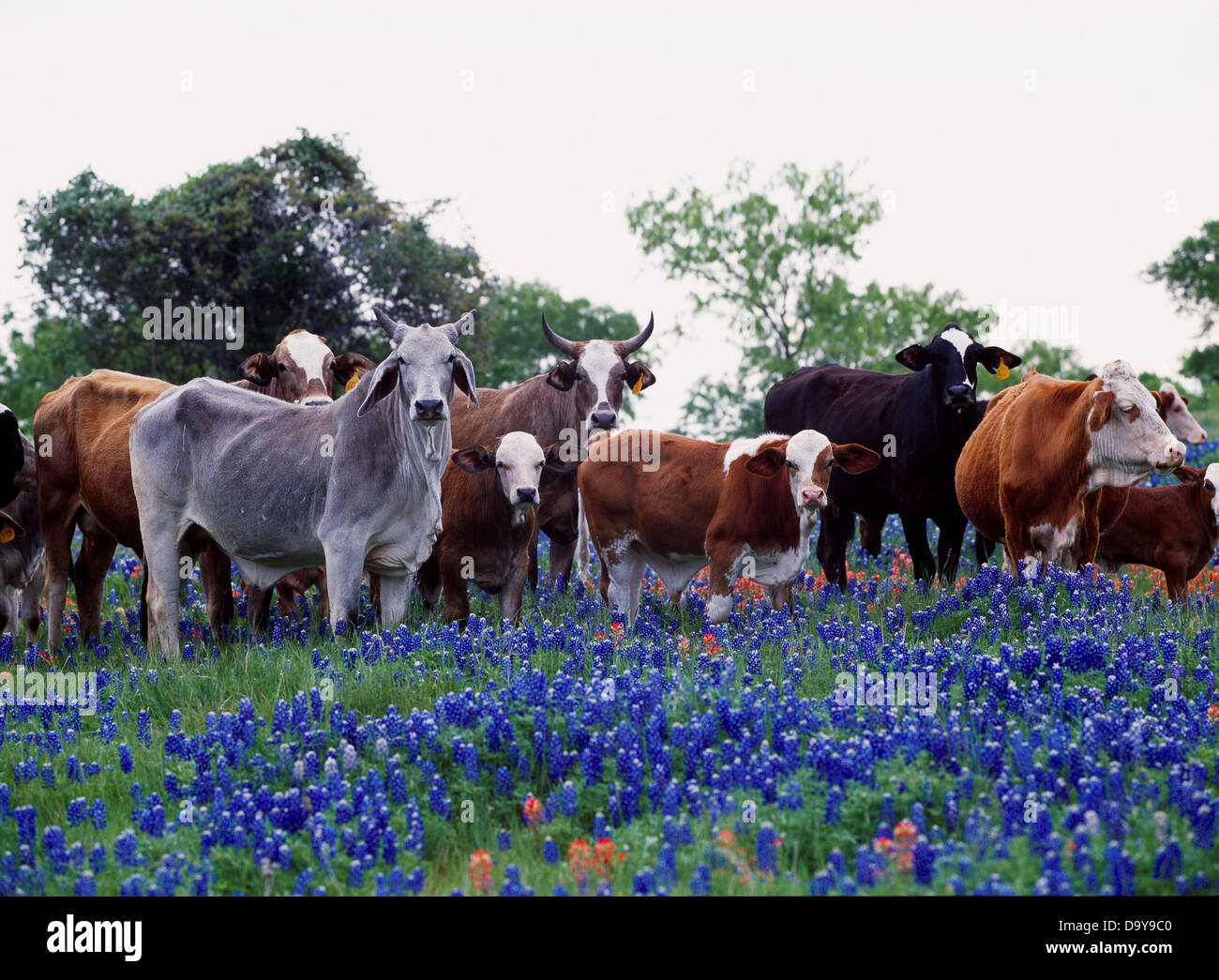 USA, Texas, Ellis County, Brahman bull among Simbrah cows and calves in ...