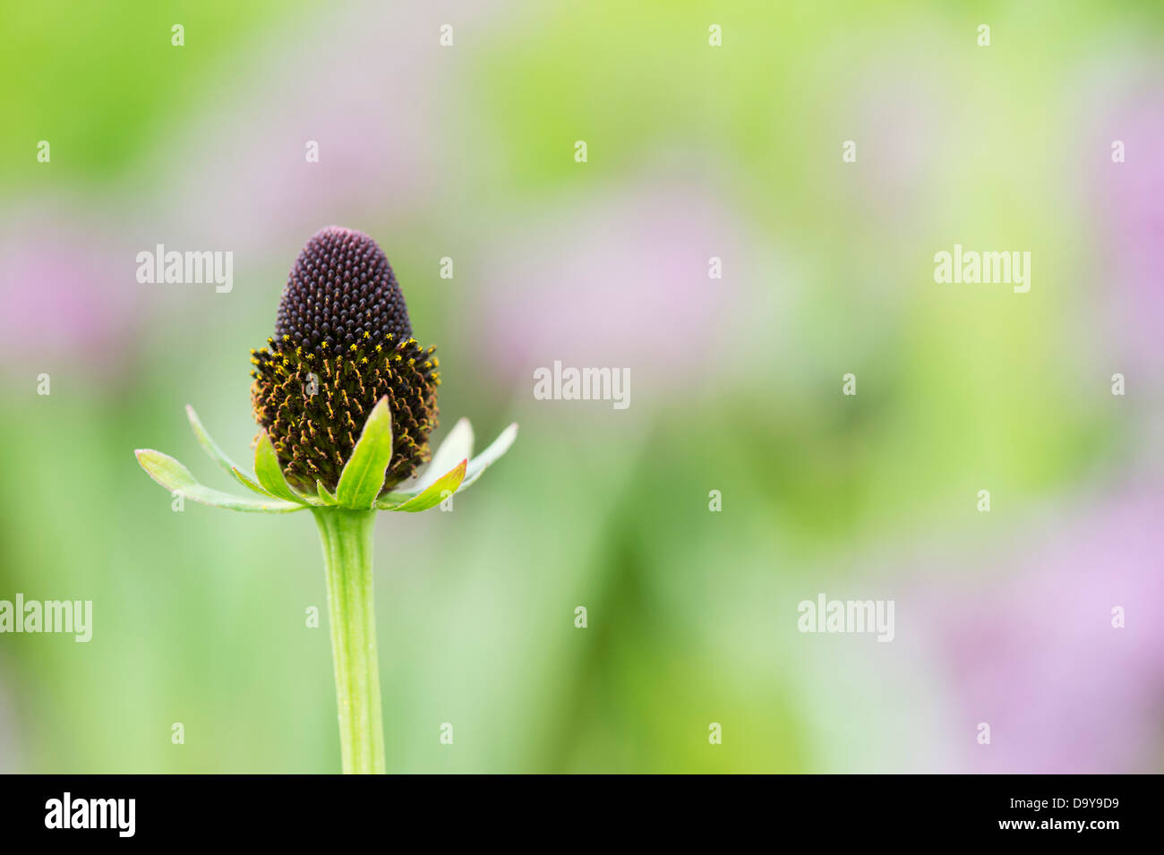 Rudbeckia occidentalis. Green Wizard flower Stock Photo - Alamy