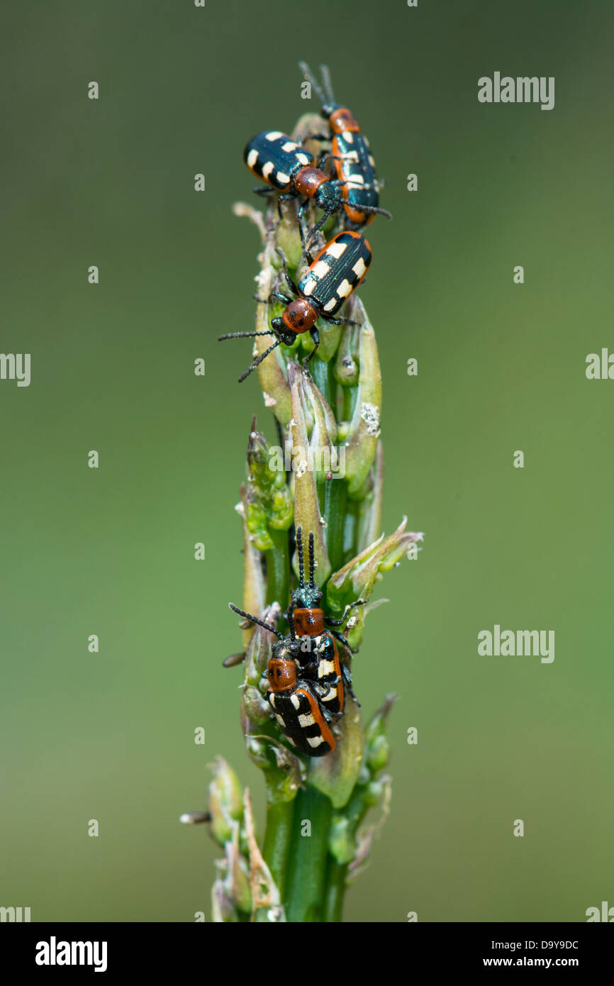 Common asparagus beetle hi-res stock photography and images - Alamy