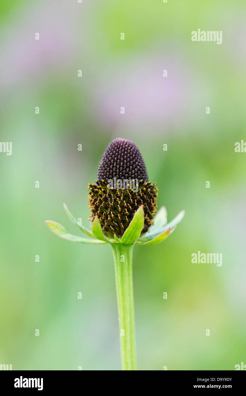 Rudbeckia occidentalis green wizard hi-res stock photography and images ...