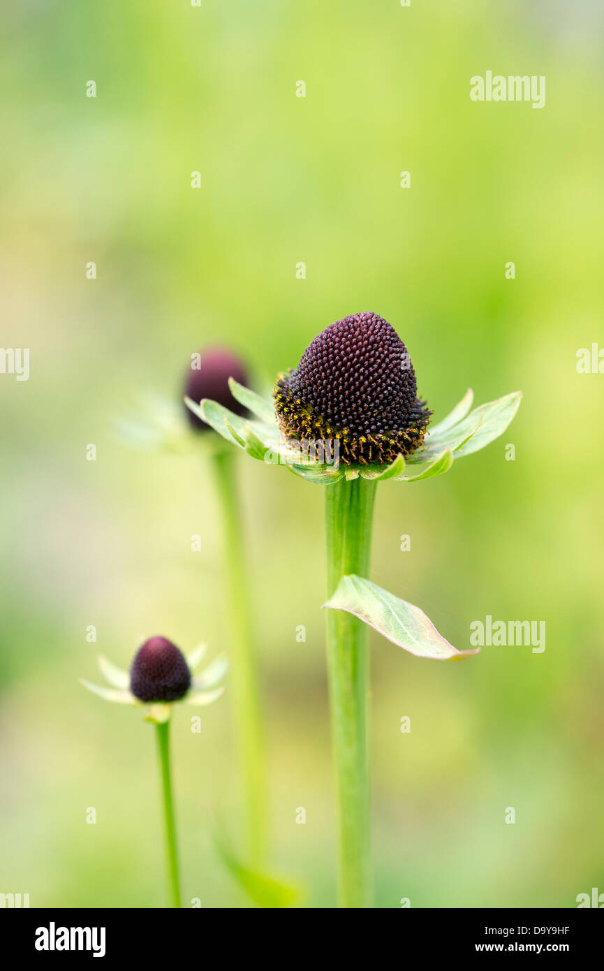 Rudbeckia occidentalis green wizard flower hi-res stock photography and ...