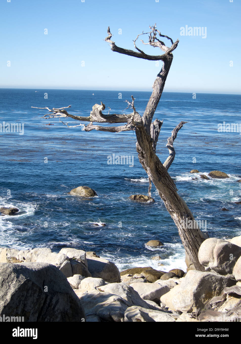 Pebble Beach, Carmel, pine tree Stock Photo - Alamy