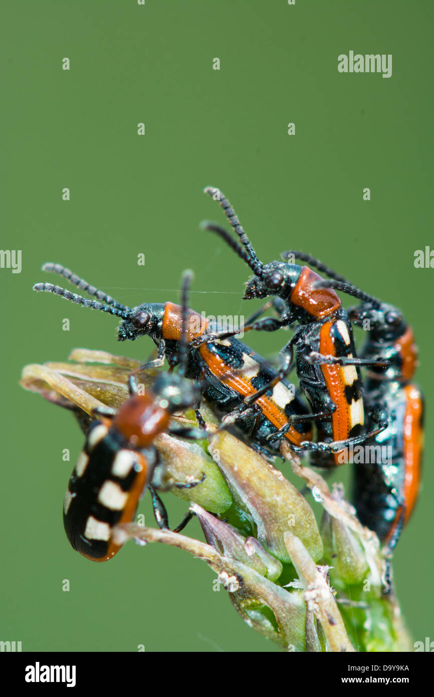 Adult beetles hi-res stock photography and images - Alamy
