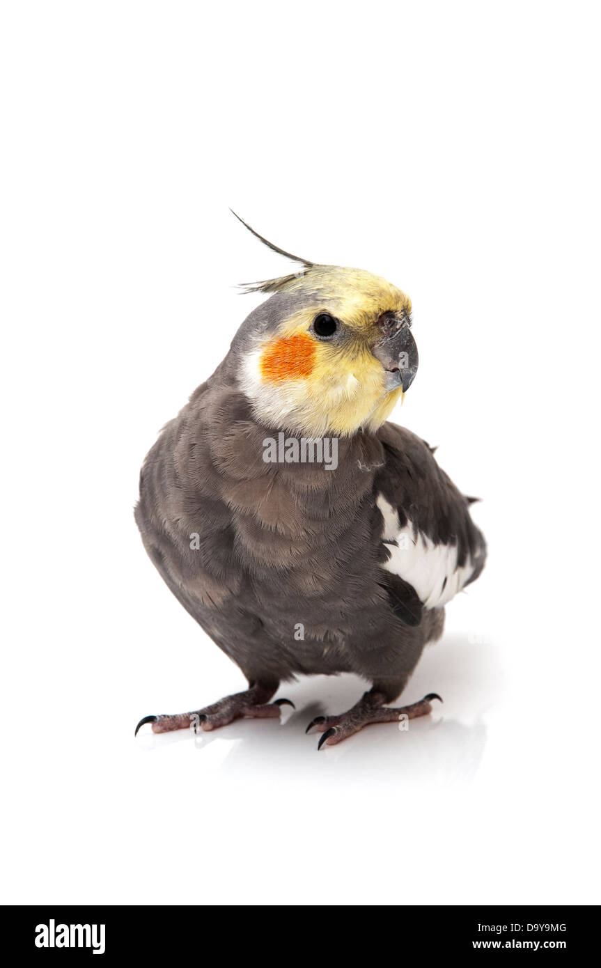 White exotic cute bird Cut Out Stock Images & Pictures - Alamy
