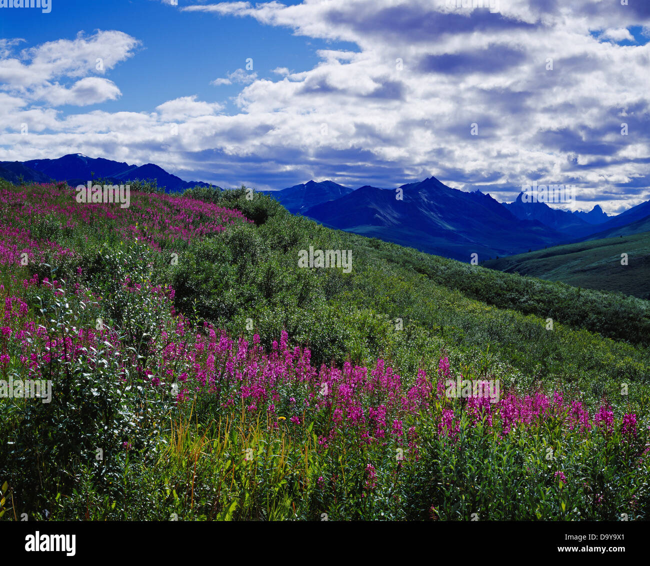 Canada Yukon Territory Tombstone Territorial Park Fireweed Epilobium ...