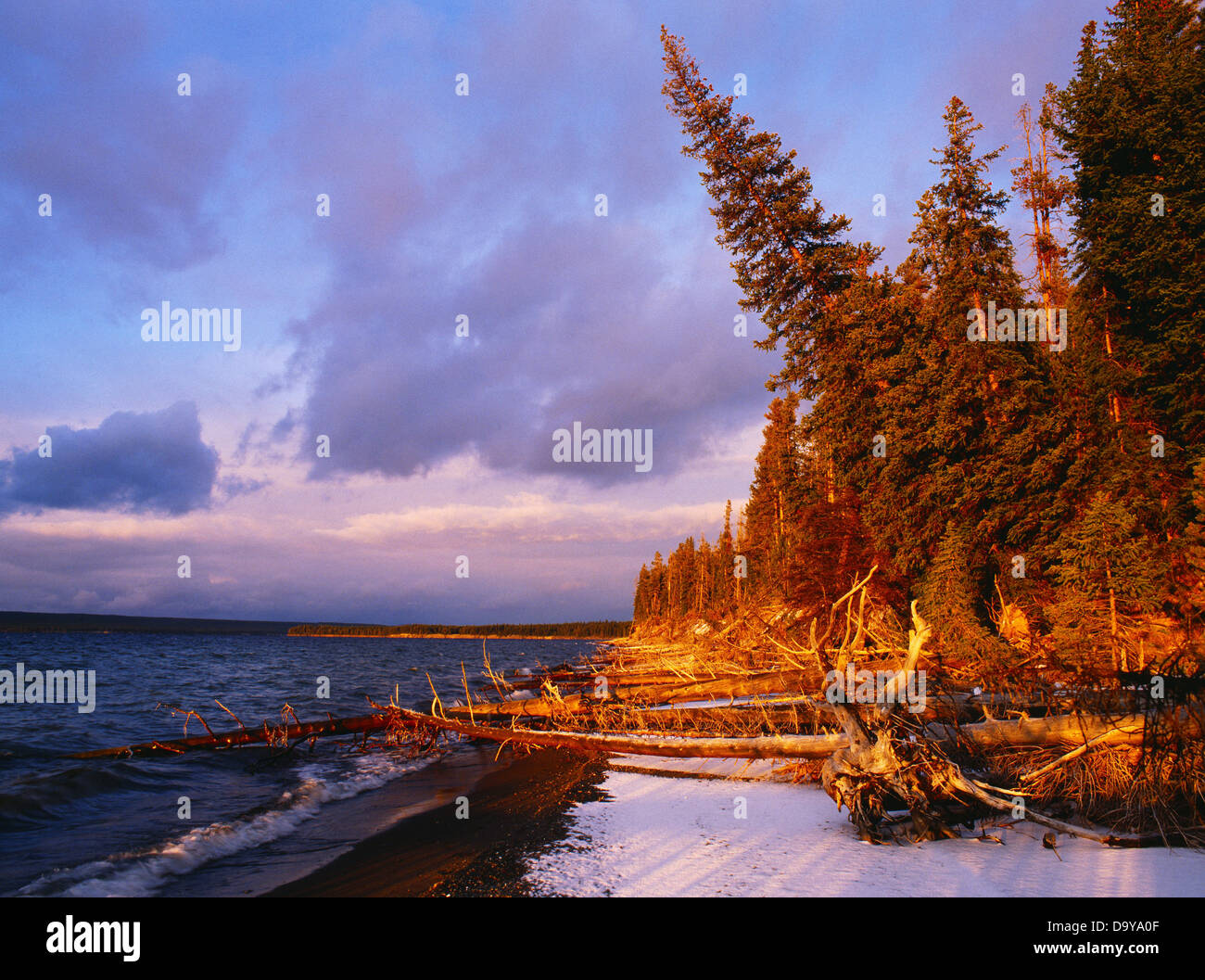 USA, Wyoming, Yellowstone National Park, Yellowstone Lake shoreline ...
