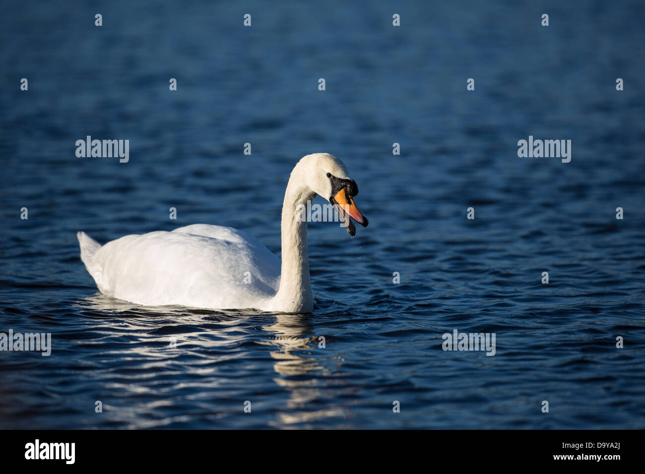 Stuart harling hi-res stock photography and images - Alamy