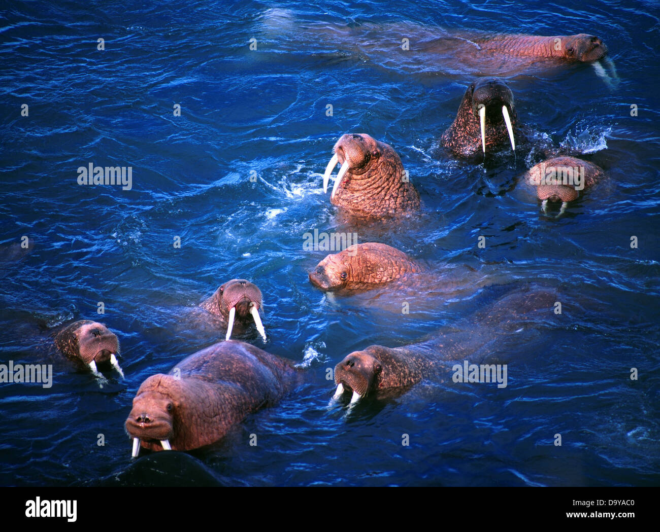 USA Alaska Bering Sea Walrus Island State Game Sanctuary Bull walruses ...