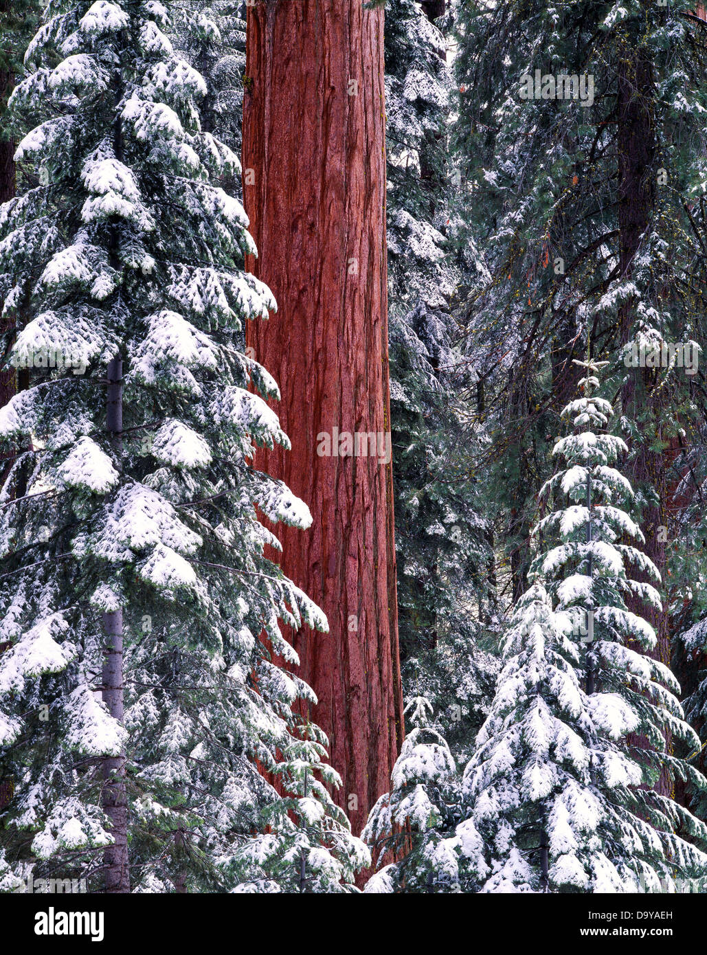 USA, California, Kings Canyon National Park, Grant Grove, Snow in ...