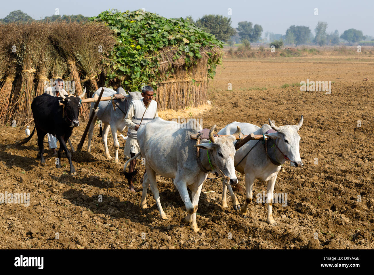 Ploughing with cows hi-res stock photography and images - Alamy