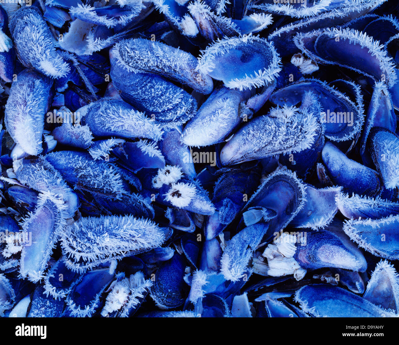 Hoar frost coating blue bay mussels and barnacles along the shore of ...