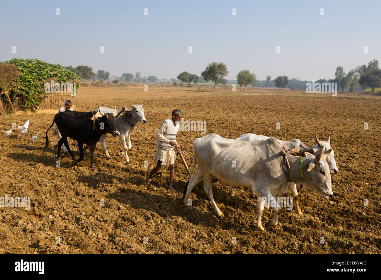 Ploughing with cows hi-res stock photography and images - Alamy