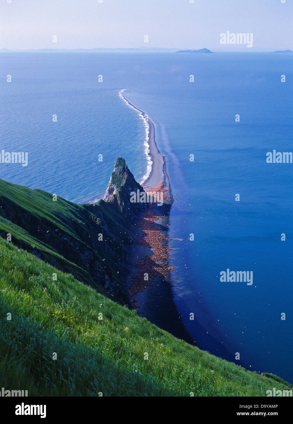 Alaska round island pacific walrus hi-res stock photography and images ...
