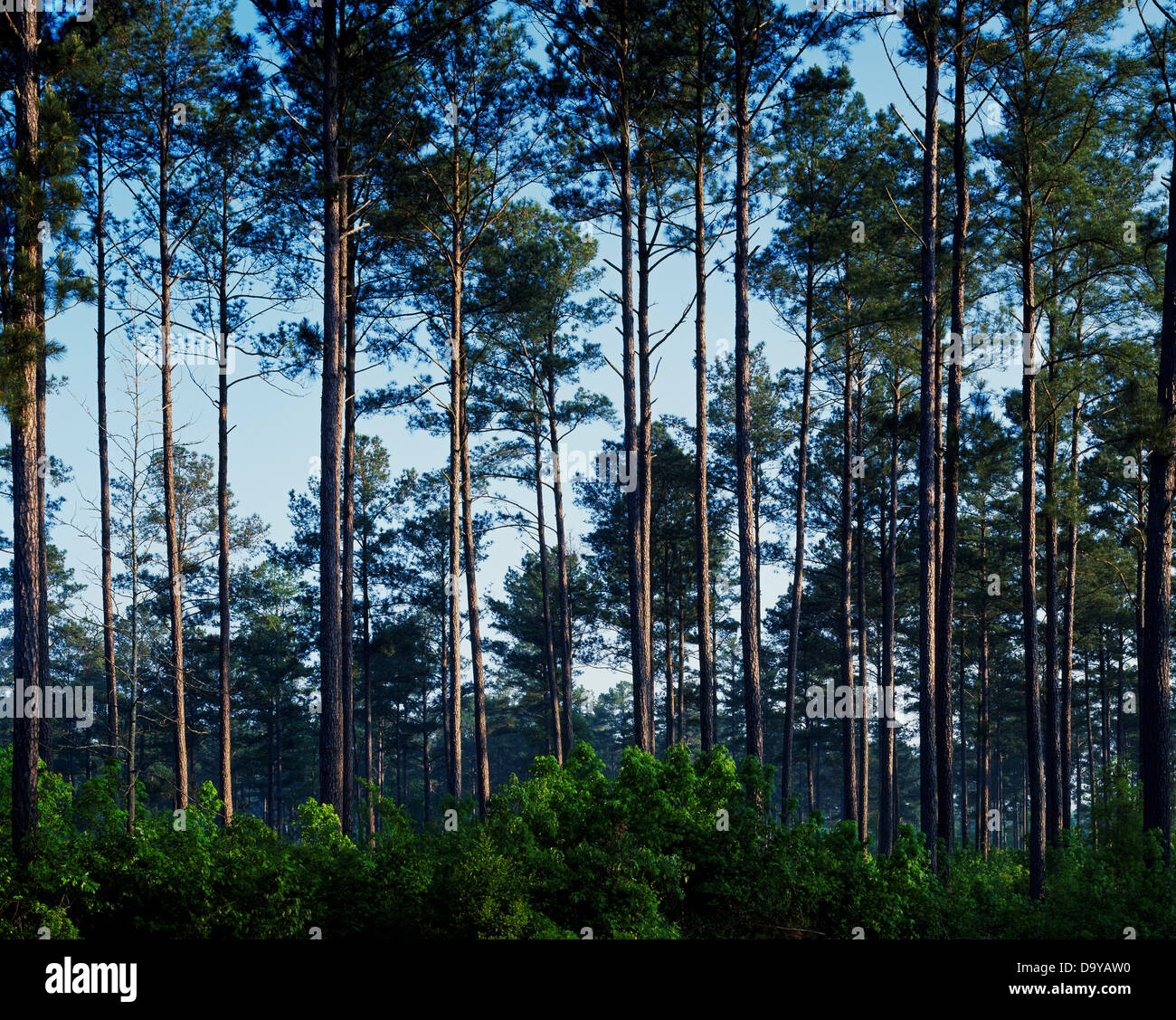 Southern pine forest in Greene County north of Eutaw, Alabama Stock ...