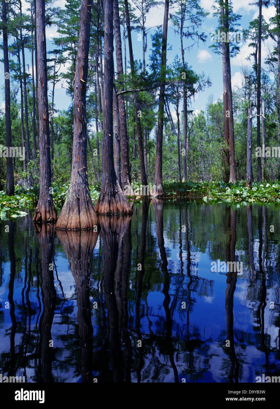 Waterlilies pond hi-res stock photography and images - Alamy