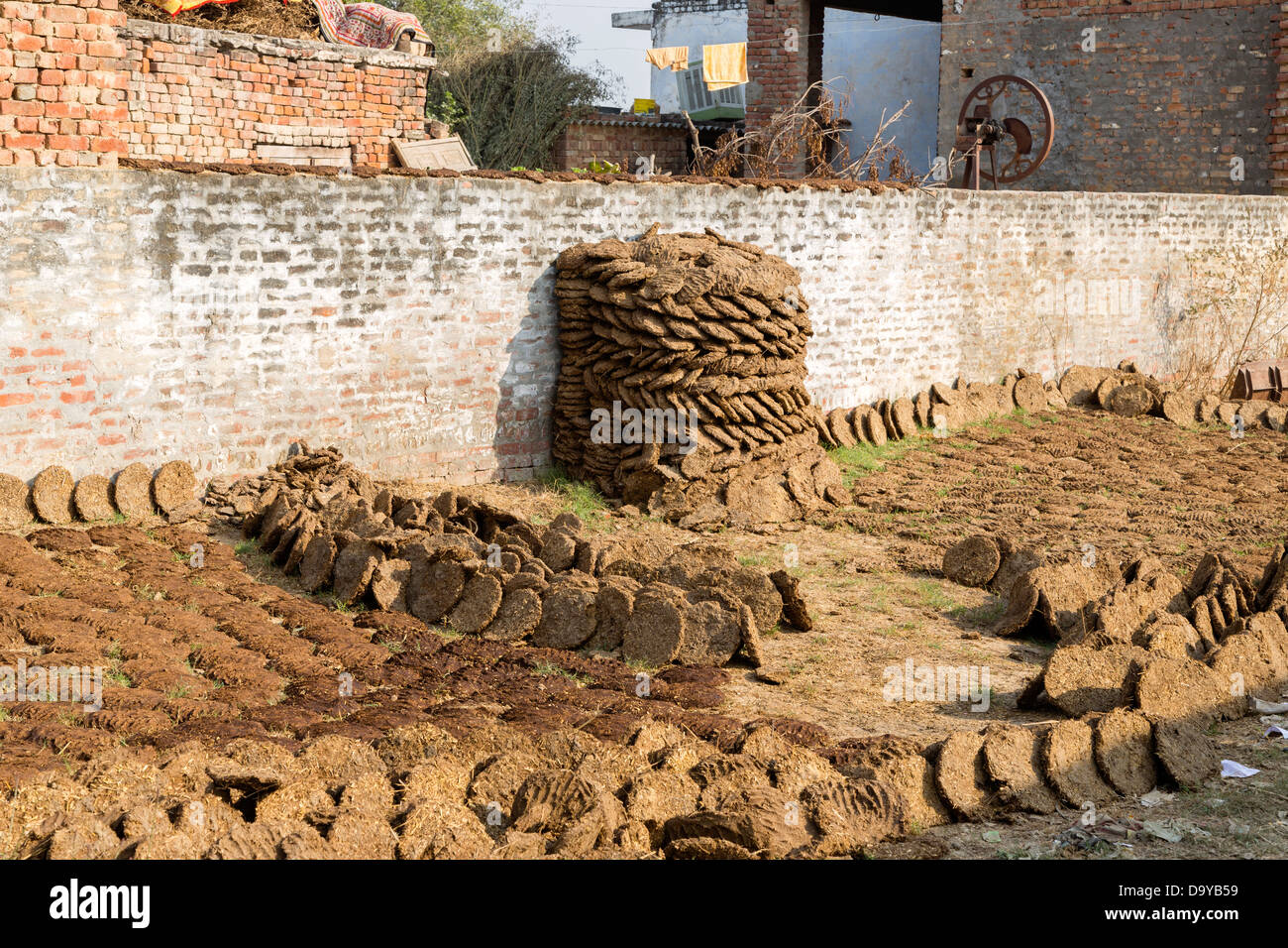 India, Uttar Pradesh, Aligarh, cow pats drying in the sun ready for ...