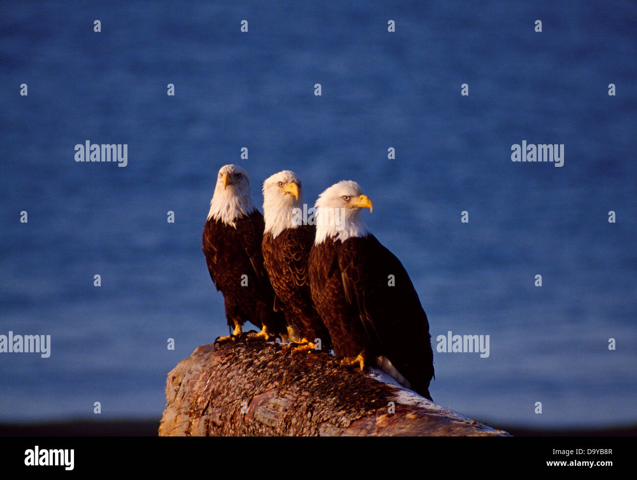 Homer row hi-res stock photography and images - Alamy
