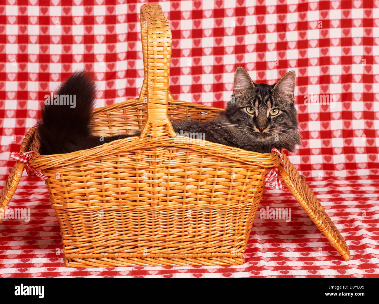 Cat in basket, studio shot Stock Photo - Alamy