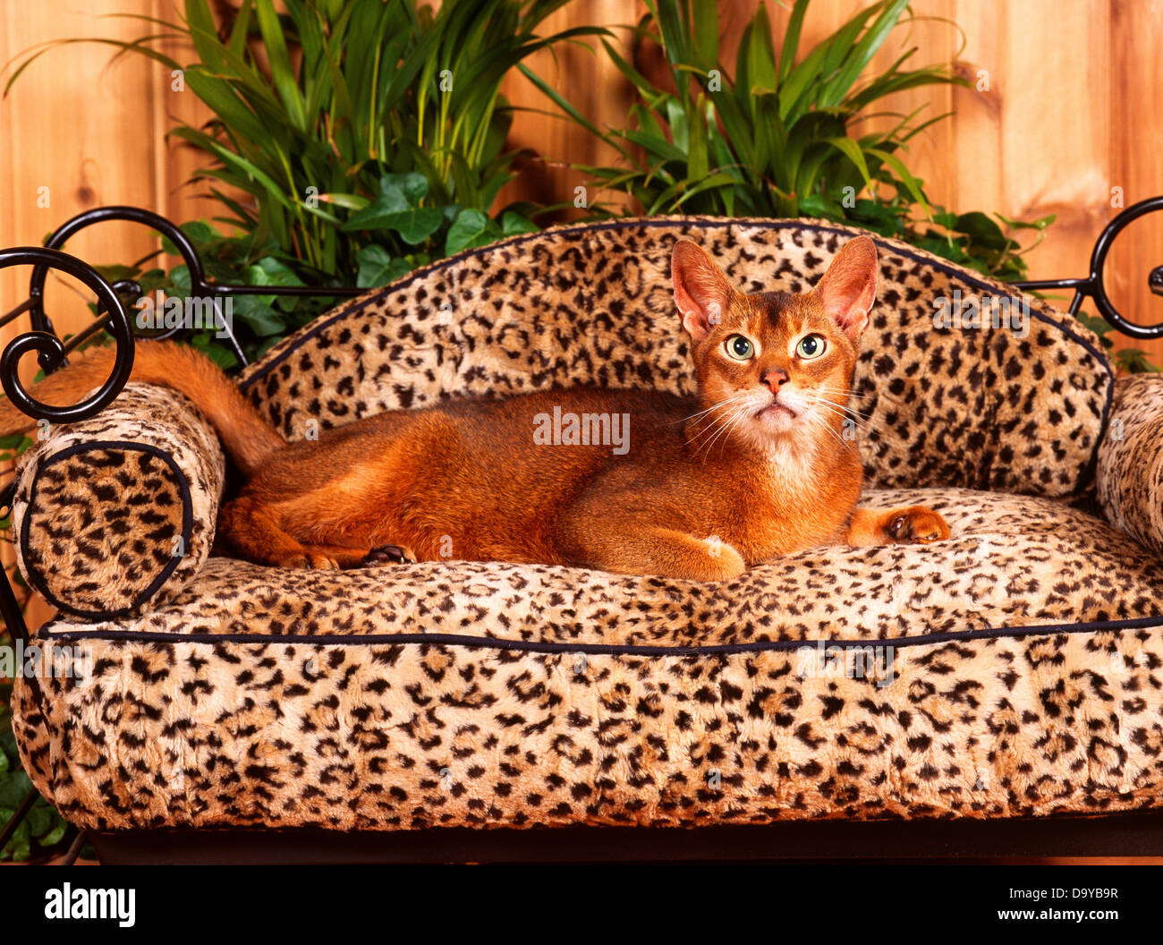 Abyssinian On Bed High Resolution Stock Photography and Images - Alamy