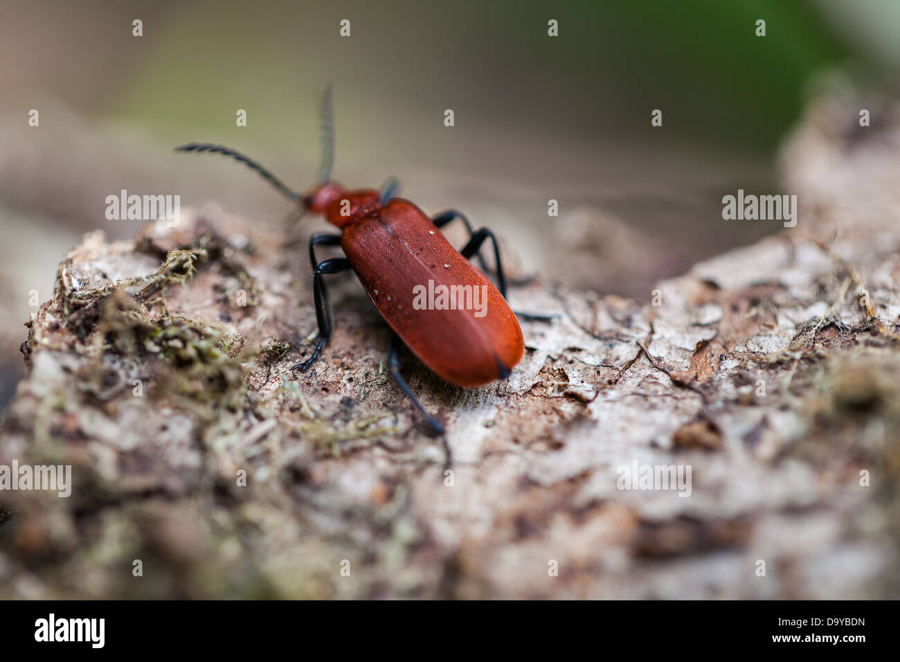 Cardinal Beetle, Pyrochroa serraticornis Stock Photo - Alamy