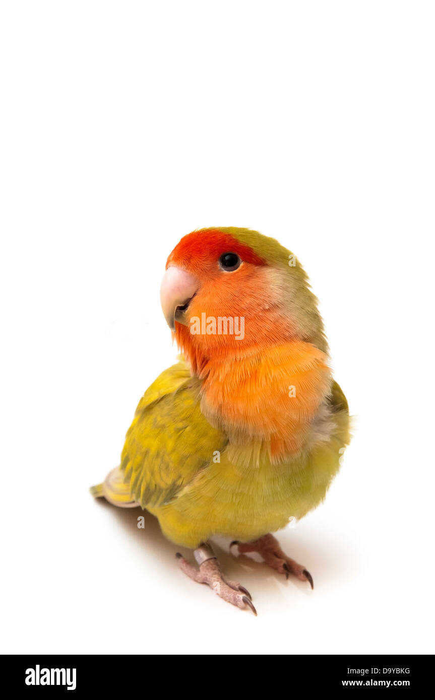 Parrot african agapornis Cut Out Stock Images & Pictures - Alamy