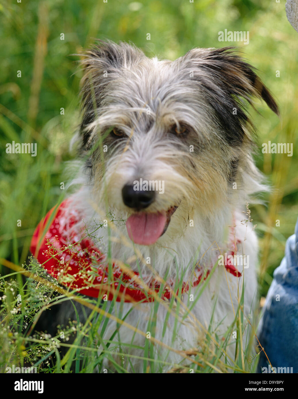 Portrait of rough haired dog wearing a jaunty red scarf Stock Photo - Alamy