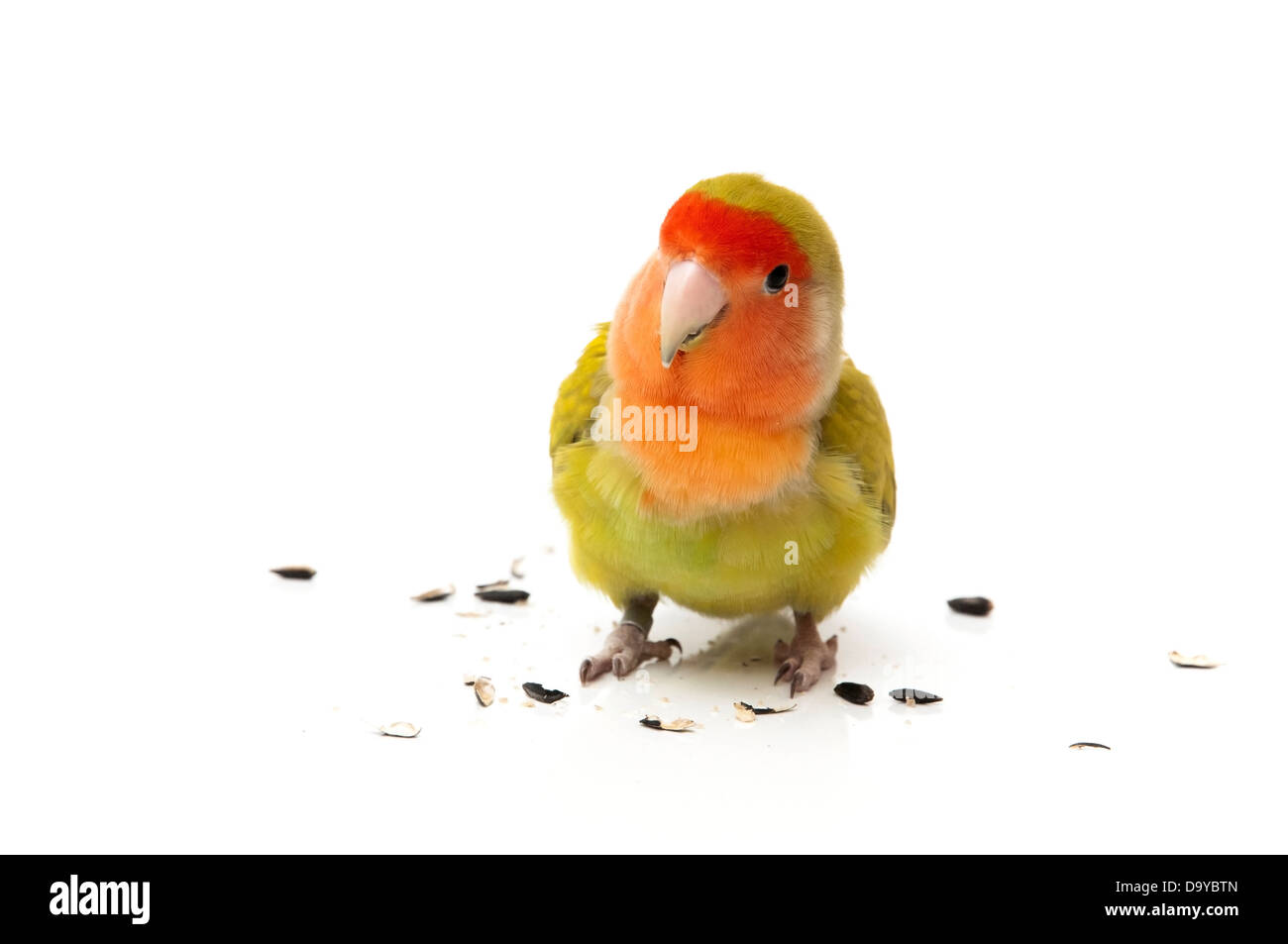 agapornis eating pipes on a white background Stock Photo - Alamy