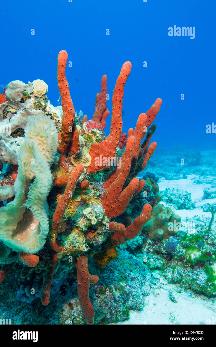 Healthy reef system hi-res stock photography and images - Alamy