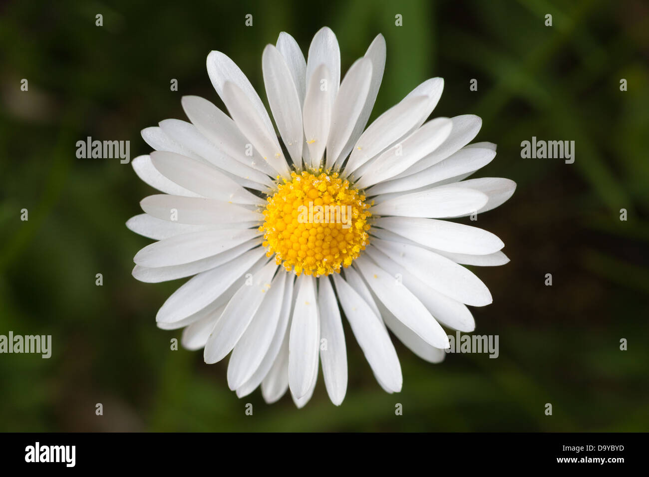 Daisy Flower Head Stock Photo - Alamy