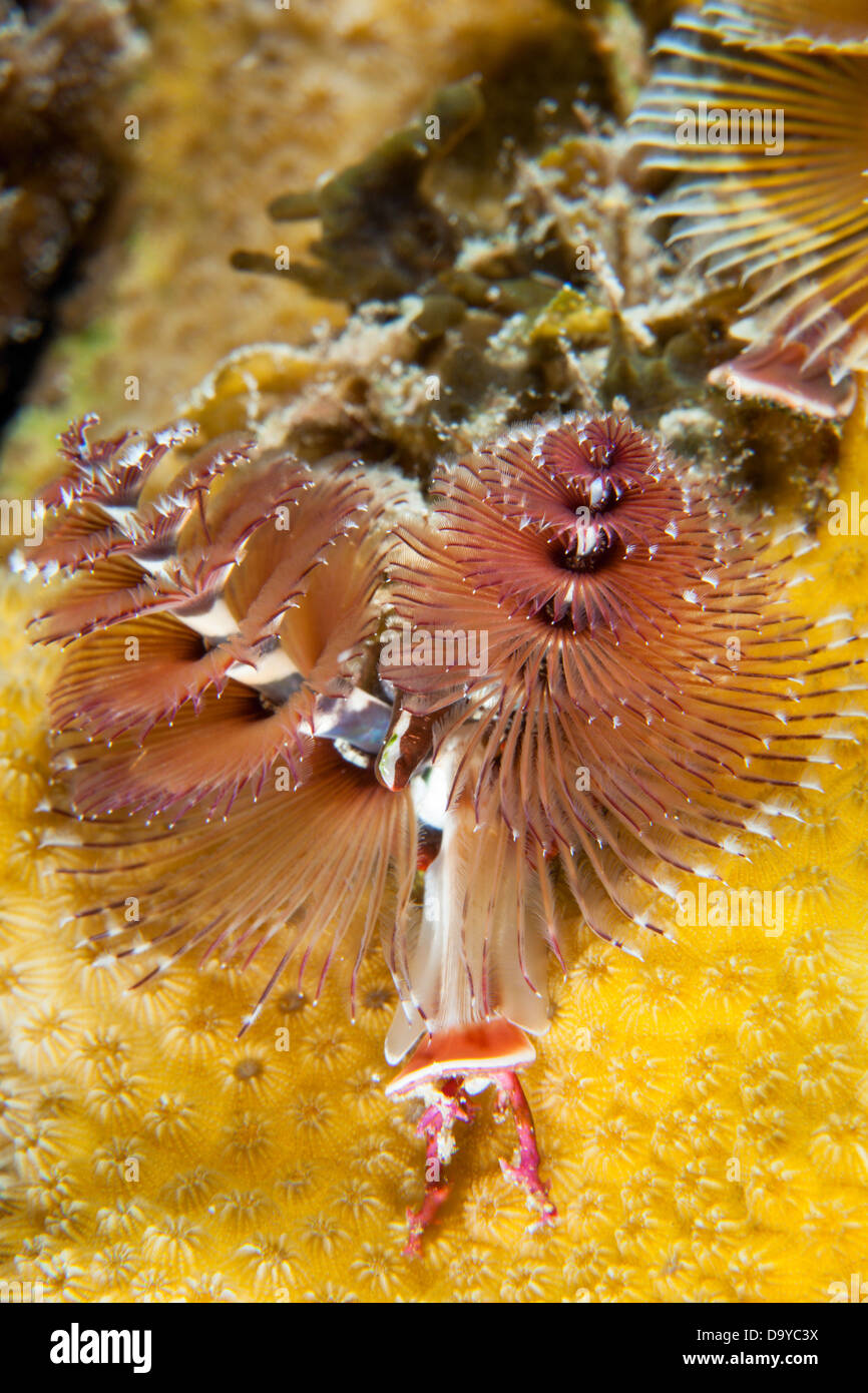Spirobranchus sp hi-res stock photography and images - Alamy
