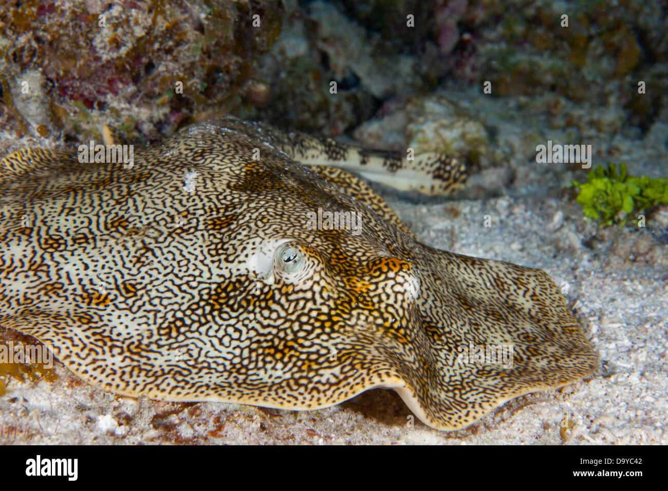 Mexico, Cozumel, Yellow stingray, (Urobatis jamaicensis Stock Photo - Alamy