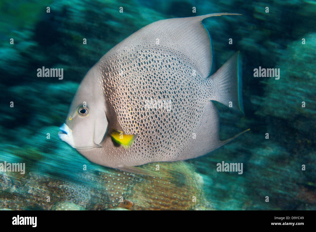Mexico, Cozumel, Grey Angelfish Stock Photo - Alamy