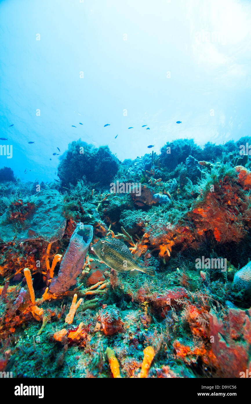 Mexico, Cozumel, Honeycomb cowfish (Lactophrys polygonia Stock Photo ...