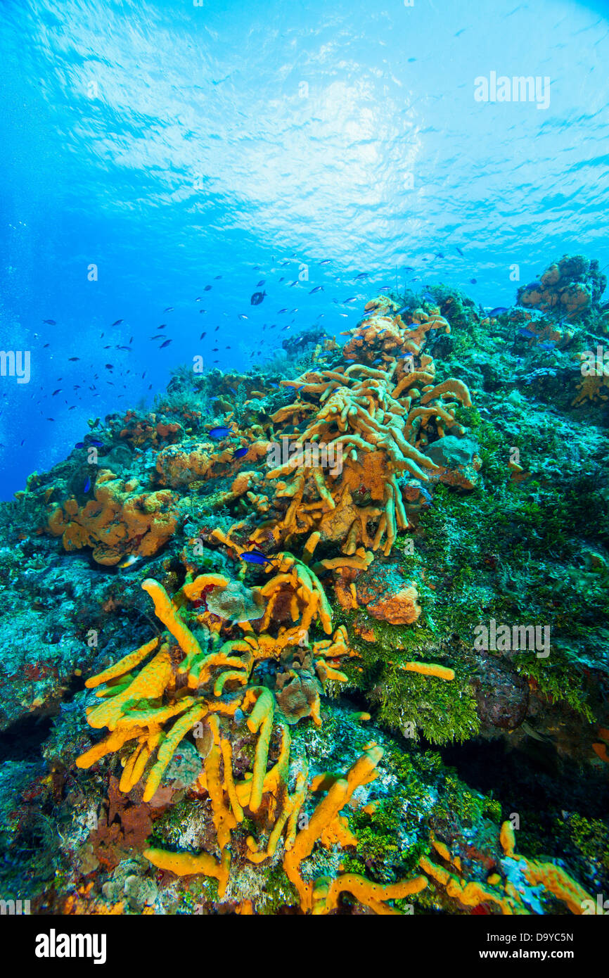 Healthy coral reef system tropical hi-res stock photography and images ...