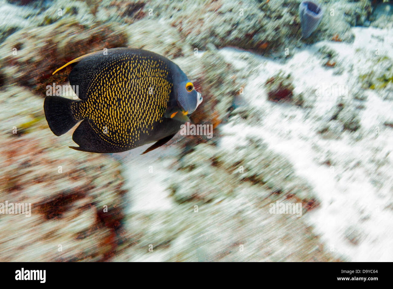 Mexico, Cozumel, French angelfish (Pomacanthus paru Stock Photo - Alamy
