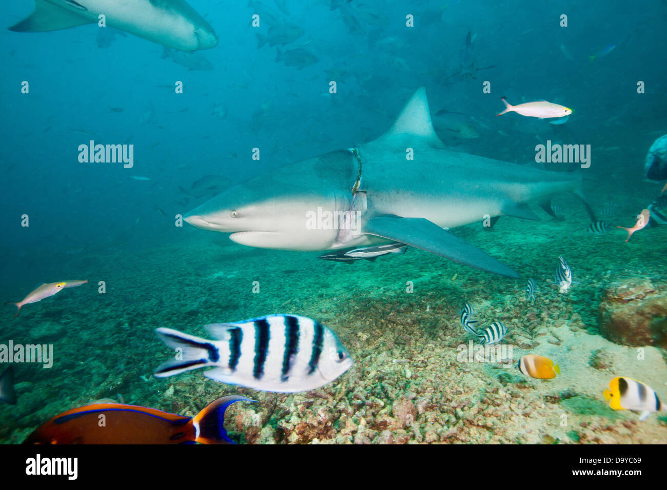 Fiji, Beqa Island, Grey reef shark (Carcharhinus amblyrhynchos) with ...