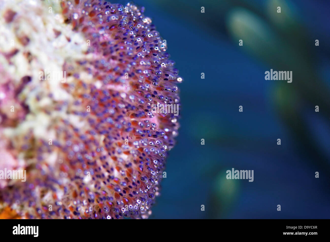 Beaded sea anemone hi-res stock photography and images - Alamy
