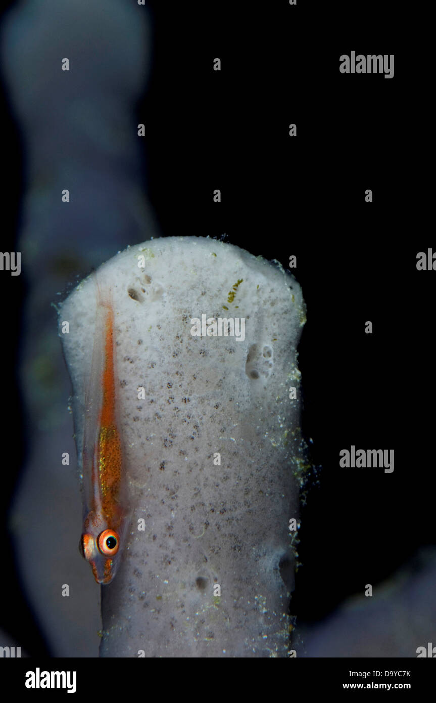 Common Ghost goby (Pleurosicya mossambica) resting on sponge, Gaafu ...